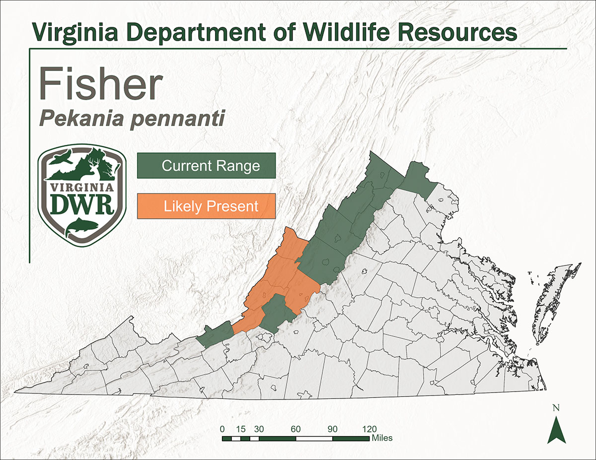 Pescador | Virginia DWR