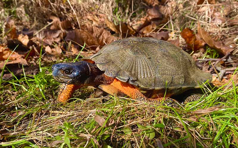 Especie de mayor necesidad de conservación | Virginia DWR